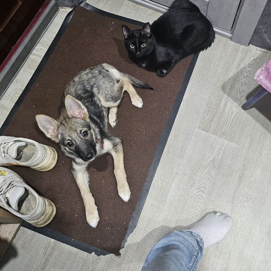 Щенок в добрые руки