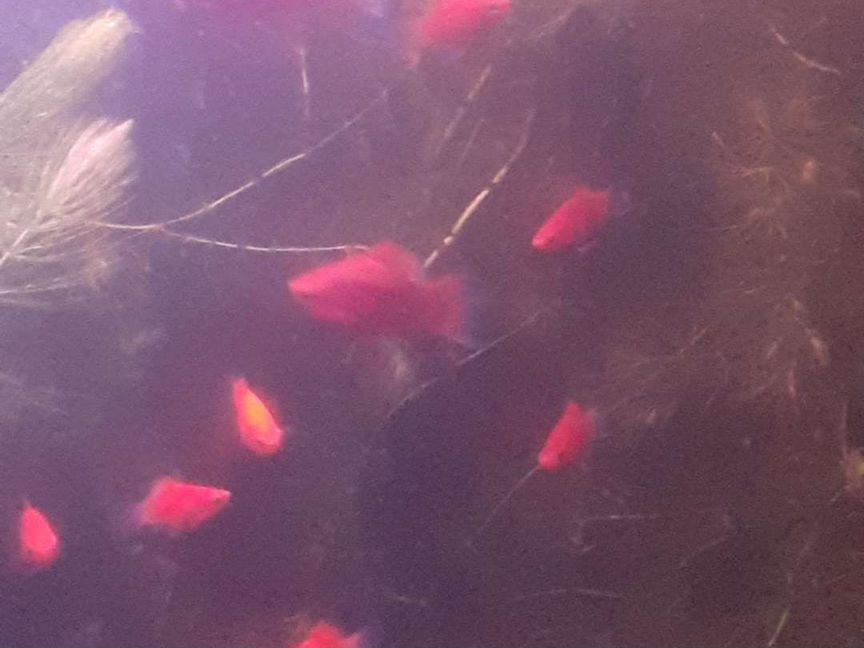 Гуппи.пицилии