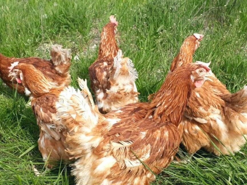 Курица несушка молодняк