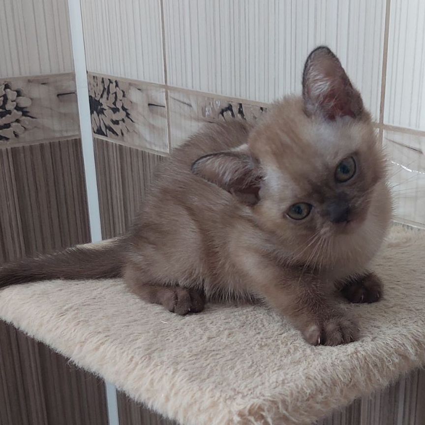 Европейский бурманский котёнок