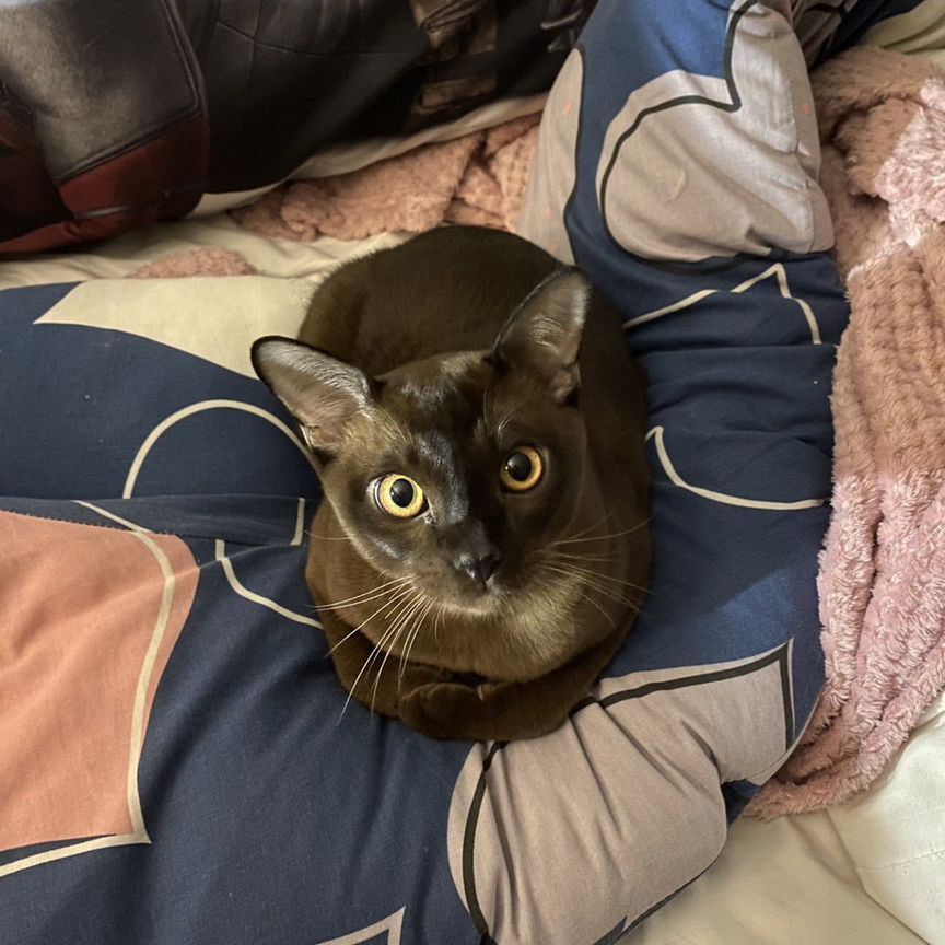 Бурманский котенок