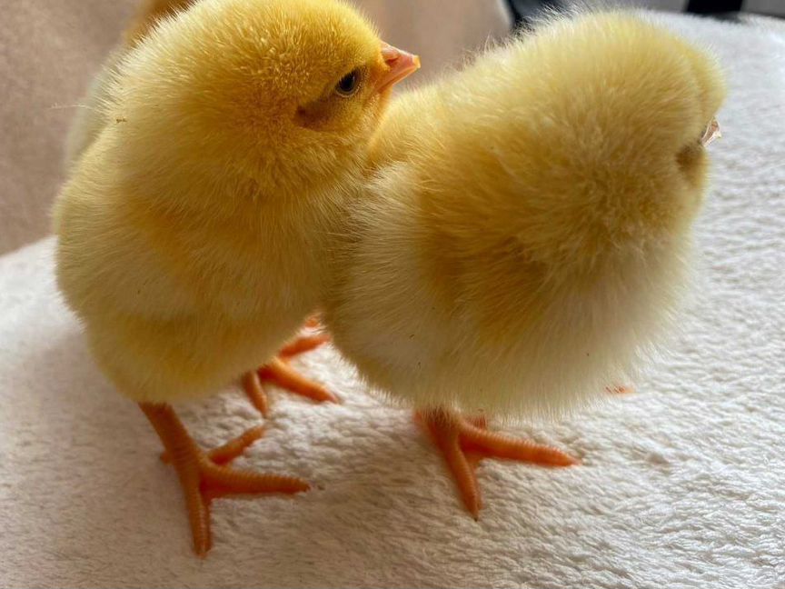 Цыплята бройлеры кобб 500