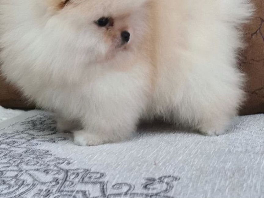 Мини эксклюзивная девочка шпиц