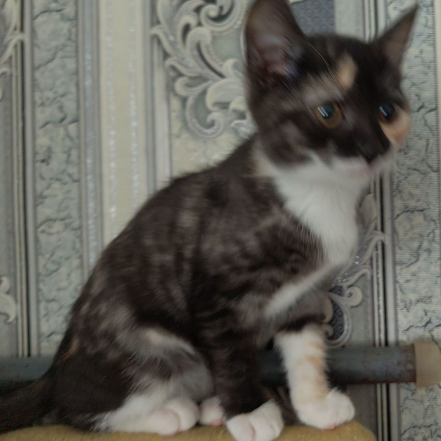 Ориентальный котёнок