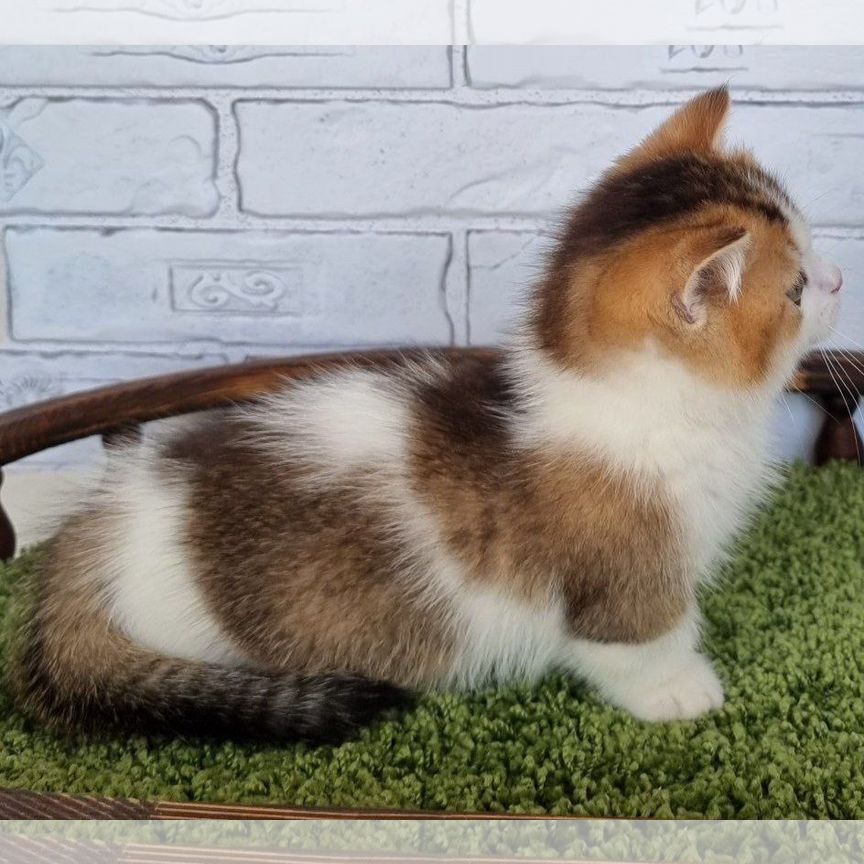 Коротколапый малыш