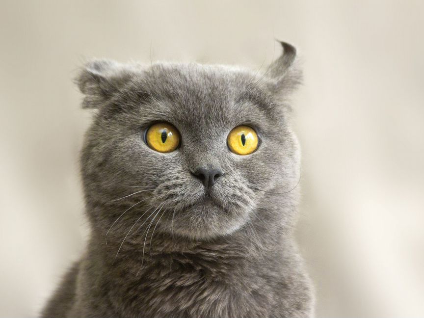 Жанетт кошечка