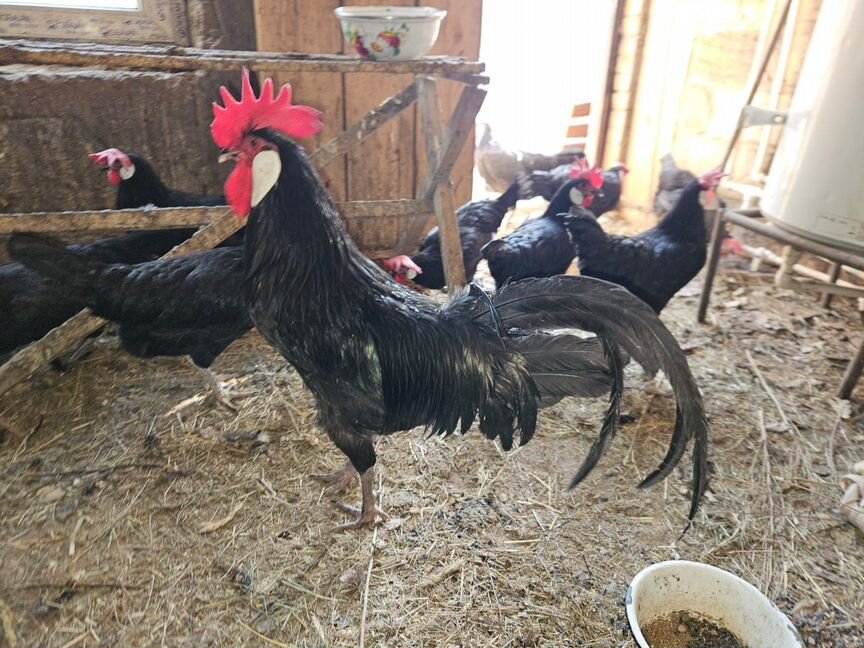 Инкубационное яйцо