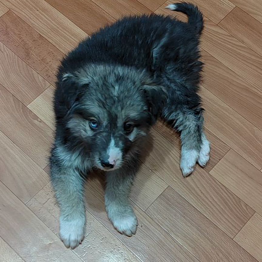 Щенок в добрые руки