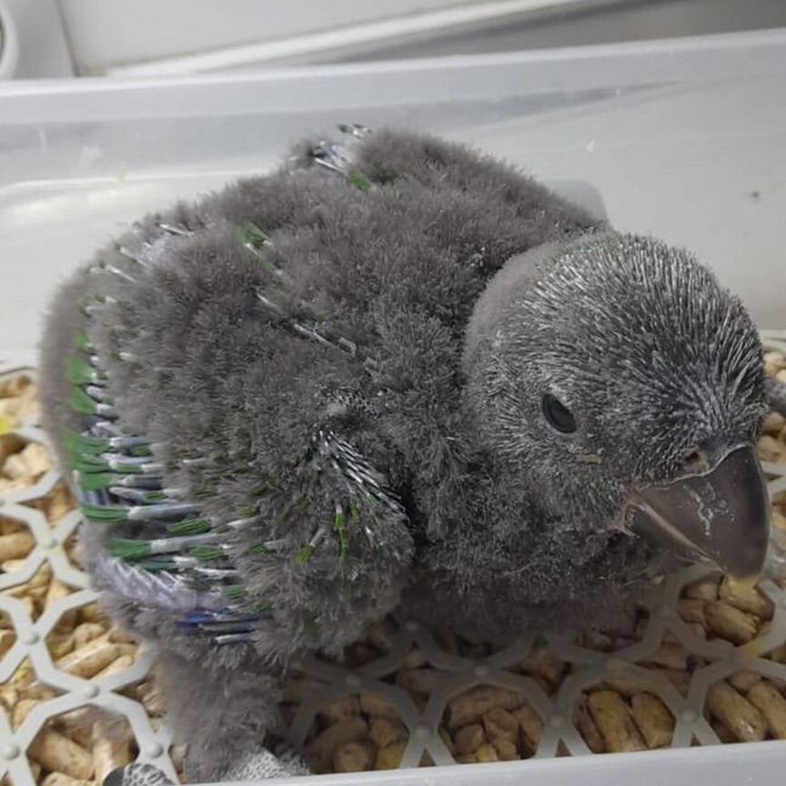 Выкормыш Эклектус