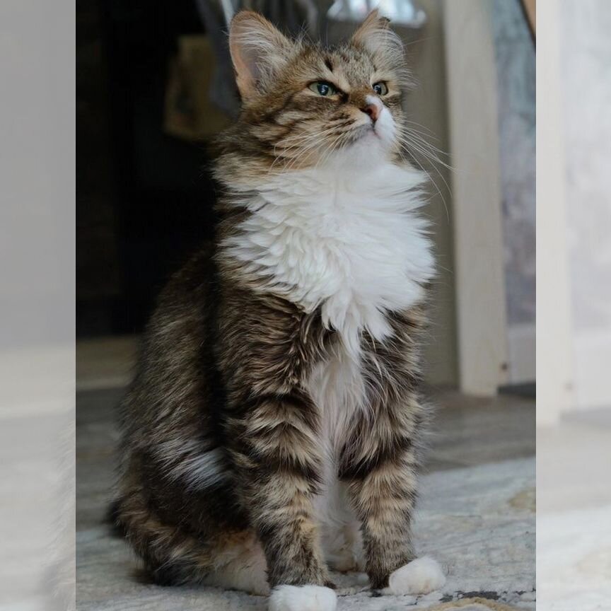 Кошечка Мишель ждет семью