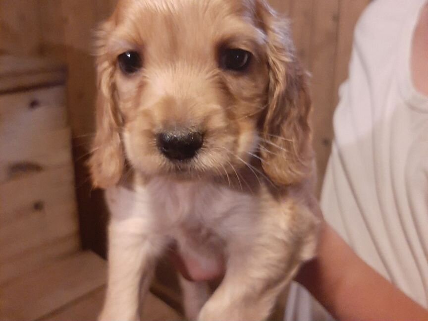 Щенки английского кокер спаниеля