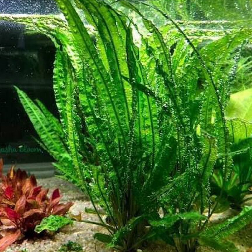 Криптокарина и корм