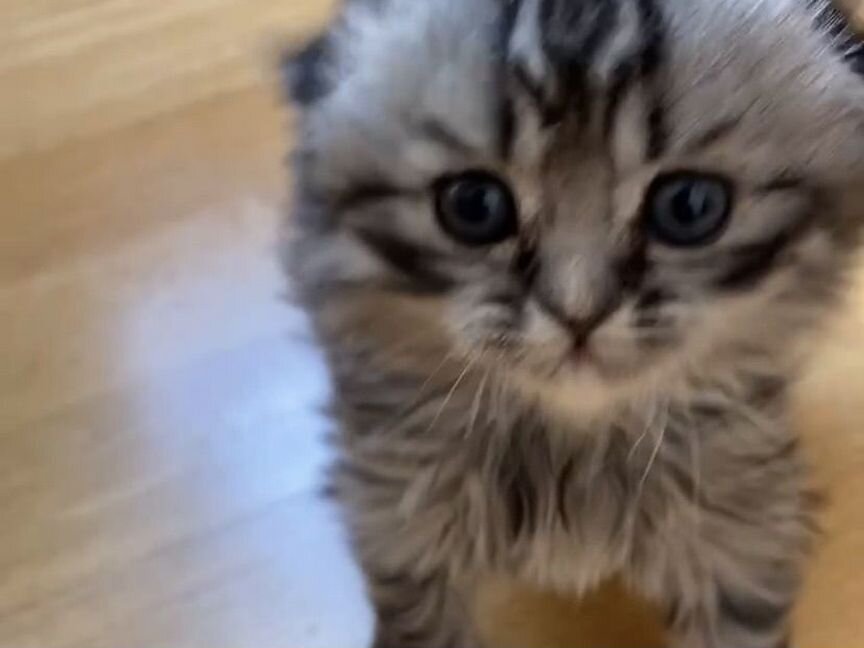 Котята вислоушки