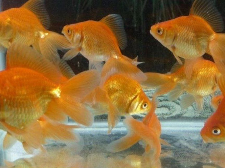 Золотая рыбки вуалехвост
