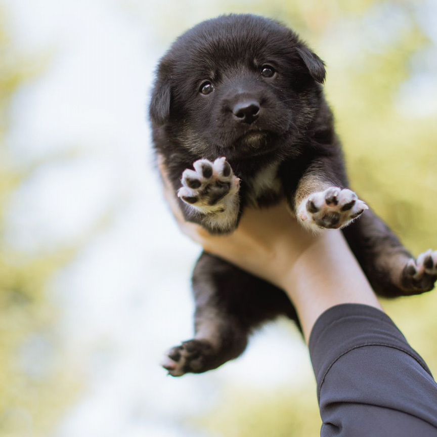 Щенок в добрые руки бесплатно черный мальчик