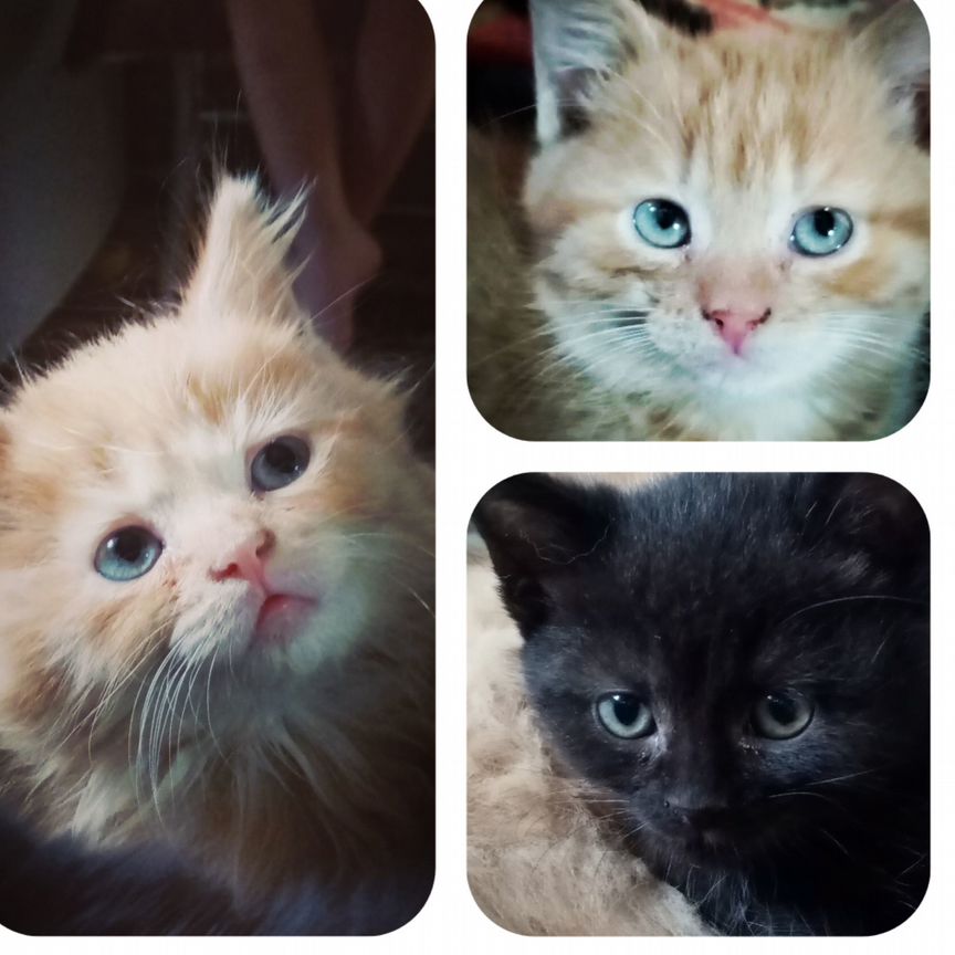 Котята в добрые руки бесплатно