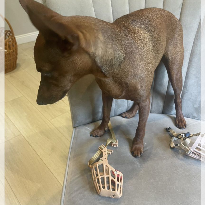 Намордник для маленькой собаки