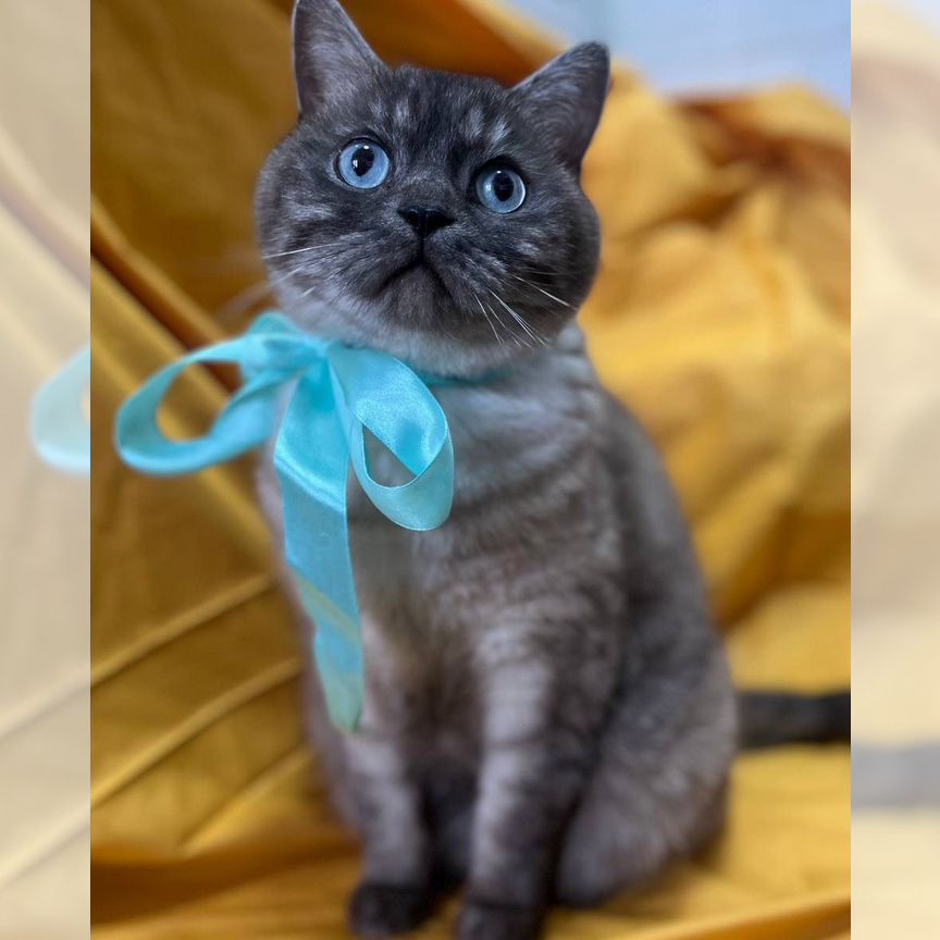 Британский короткошёрстный, взрослый кот