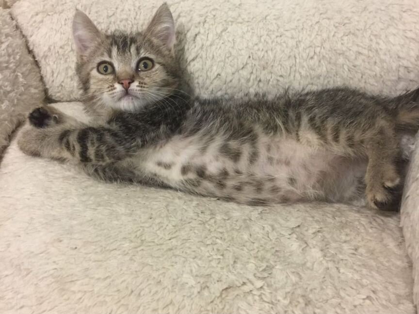 Котенок 2,5 месяца мальчик