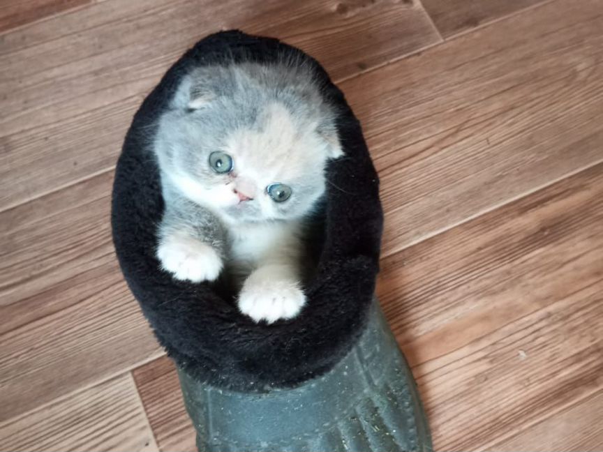 Котята