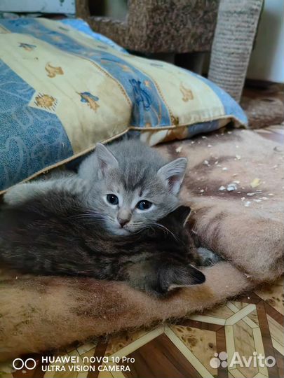 Сибирские кошки