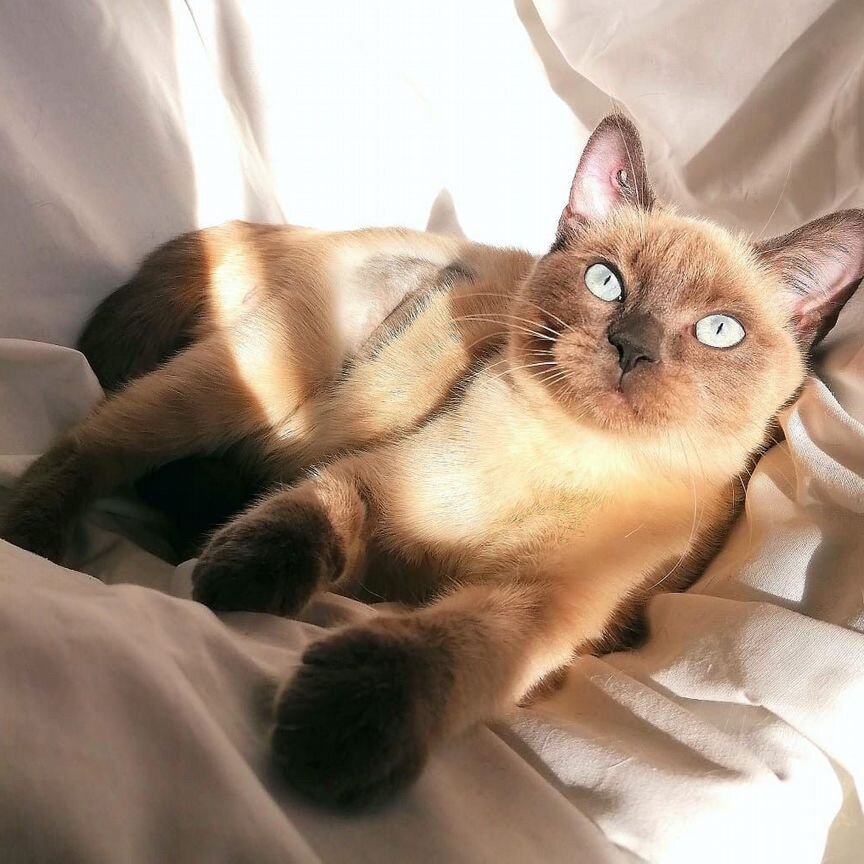 Кошечка стерильная