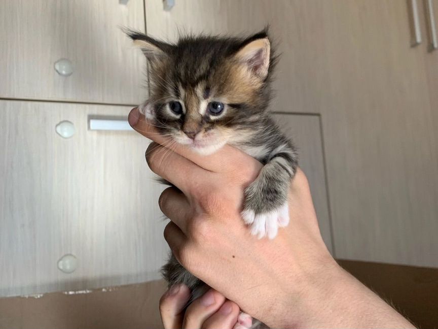 Котята Мейн-Кун