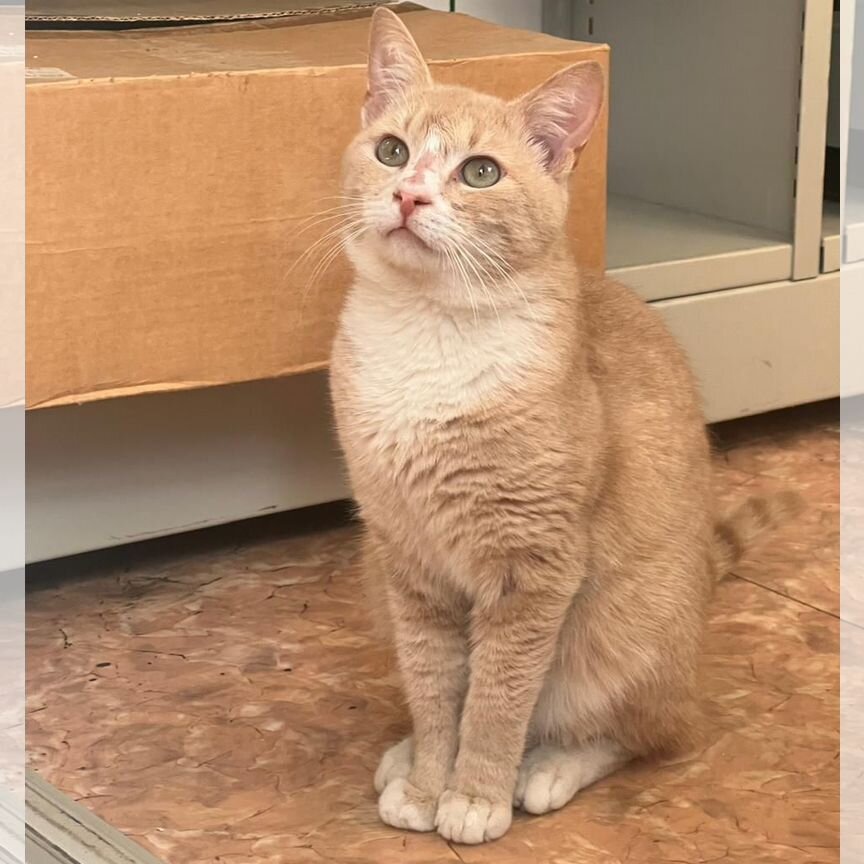 Молодой котик ищет дом