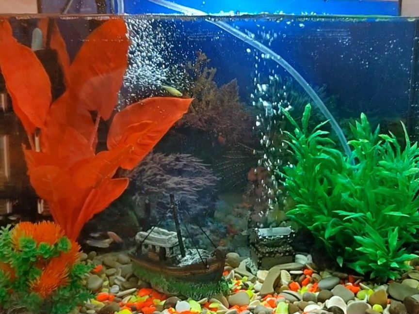 Аквариум с фильтром и светом