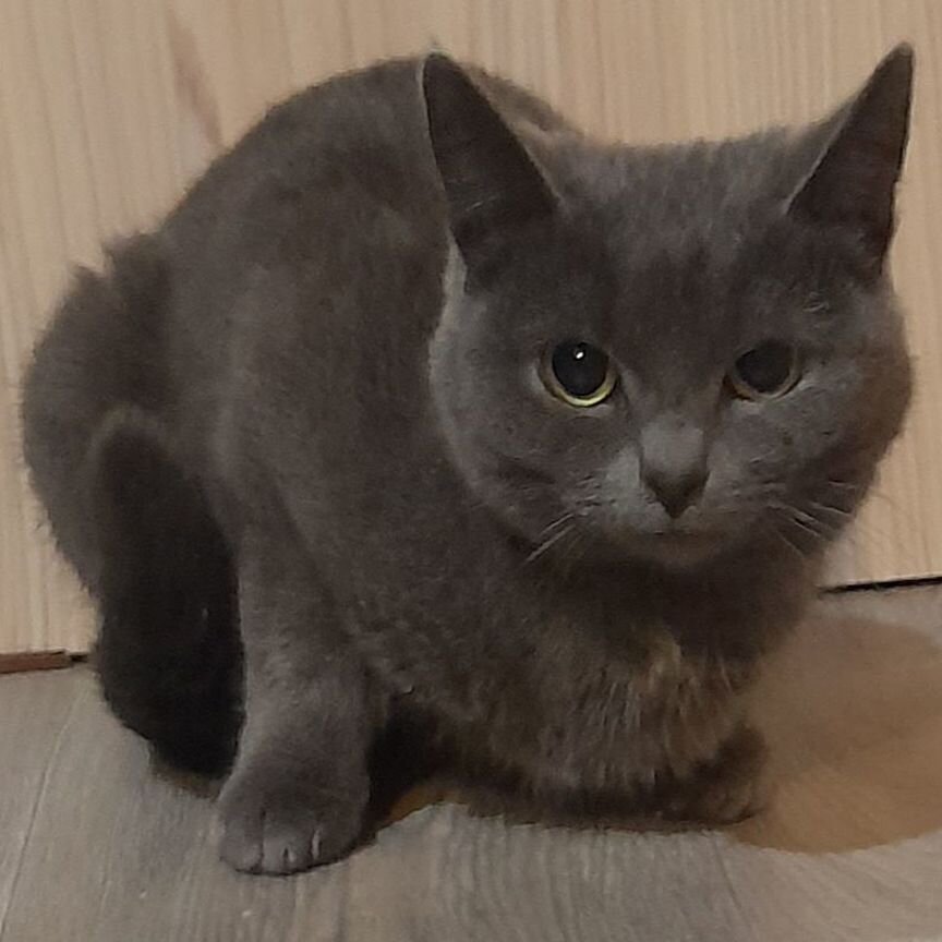 Взрослая кошка в добрые руки