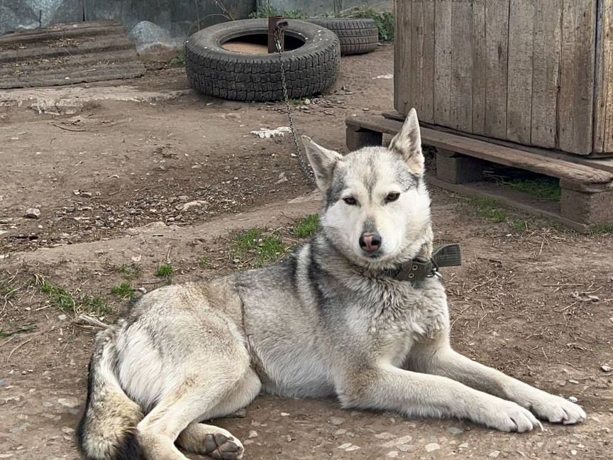 Хася ждёт своих хозяев