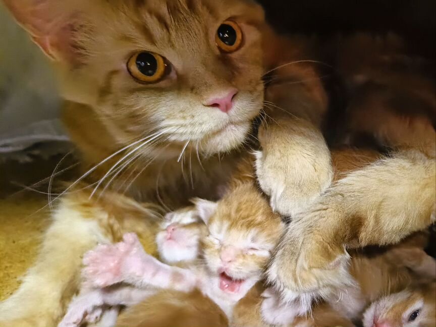 Котята мейн-кун полидакт