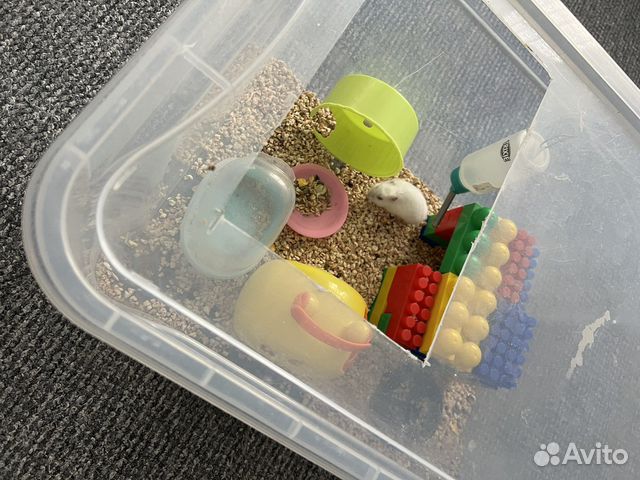 Хомячки джунгарики в добрые руки