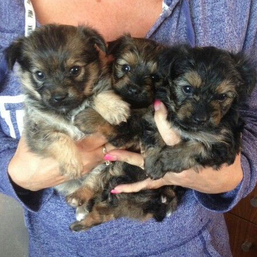 Йоркширский терьер, щенок