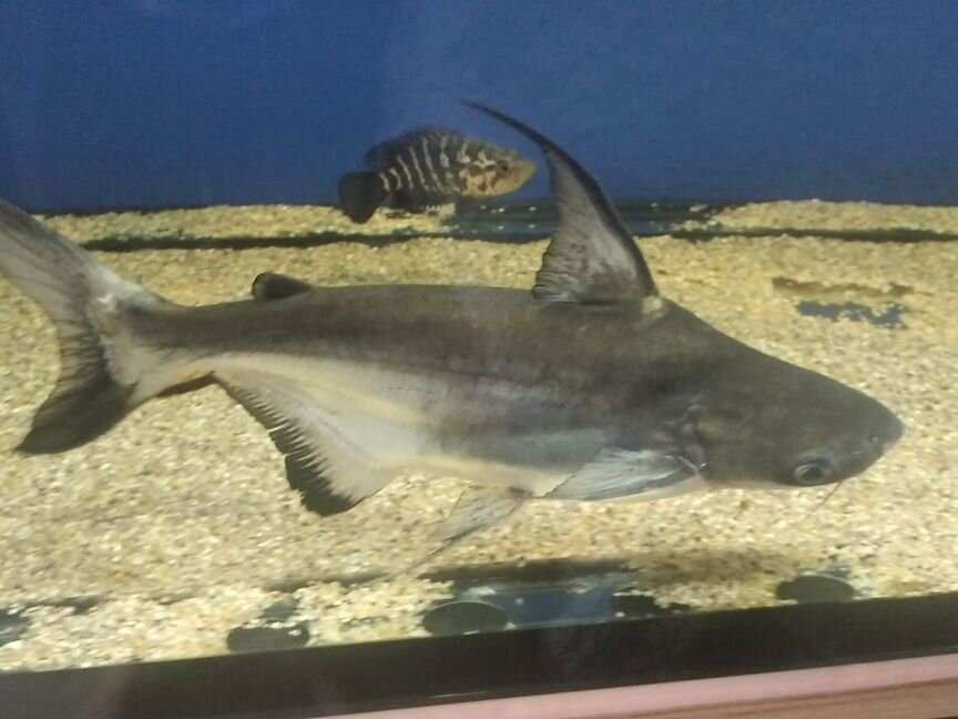 Пангасиус вымпельный