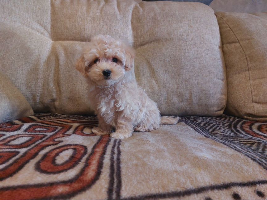 Мальтипу мальчик