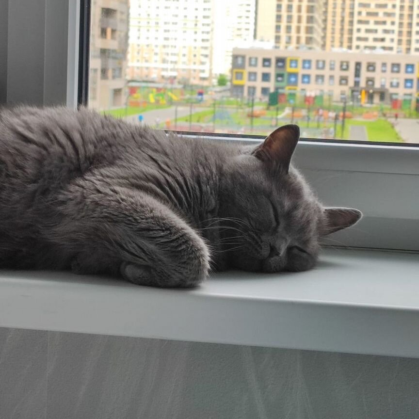 Кот ищет дом