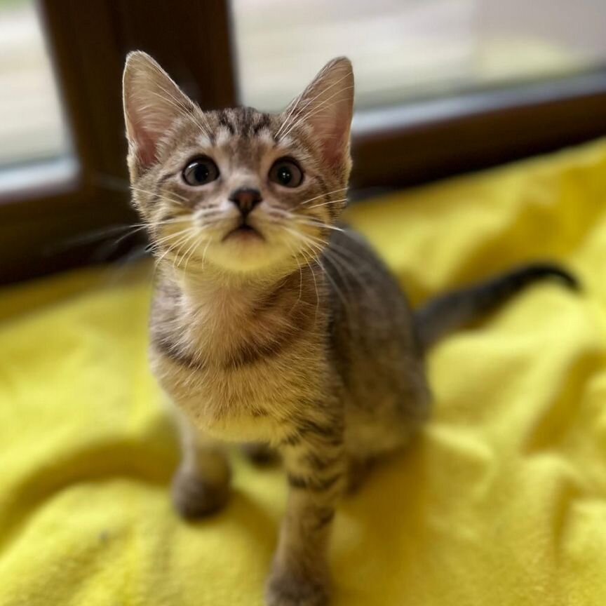 Котенок Мальчик 3 мес