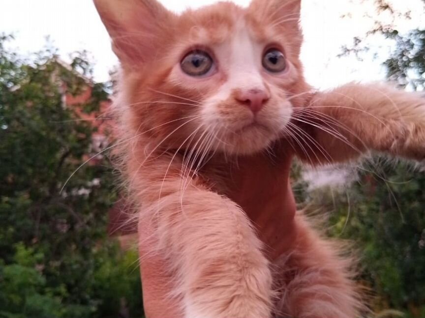 Мейн-кун котята/есть шестипалые полидакты