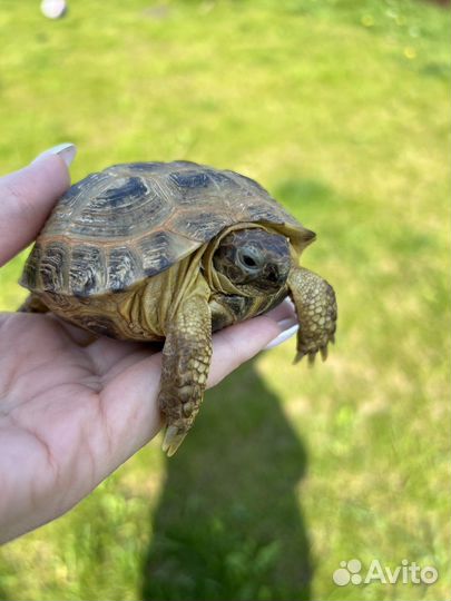 Черепаха сухопутная