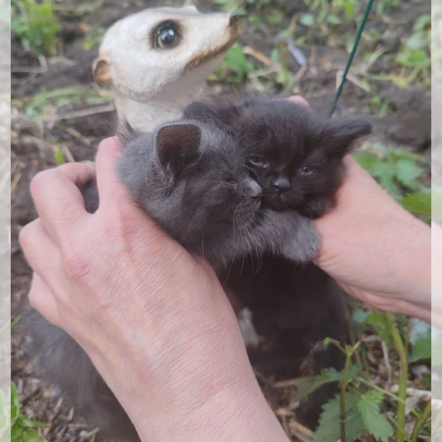 Котята в добрые руки бесплатно