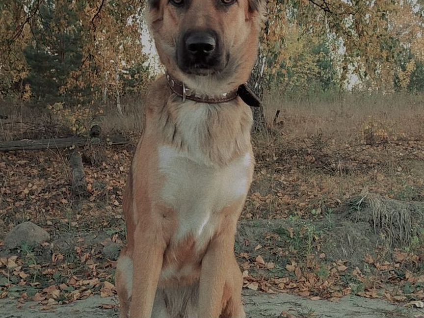 Щенки немецкой овчарки бесплатно