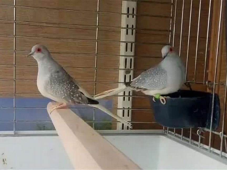 Пара брильянтовых горлиц