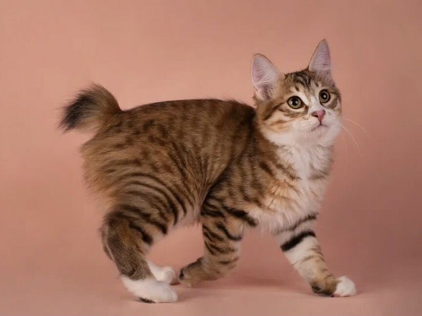 Котенок Курильского Бобтейла