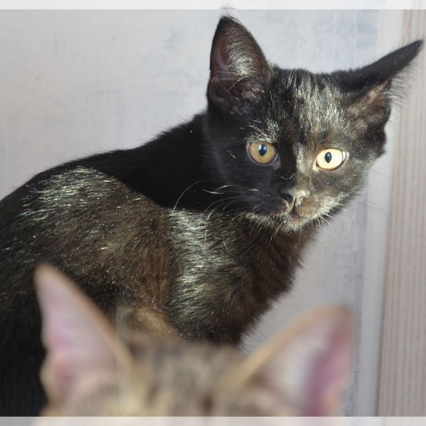 Котёнок от частного владельца