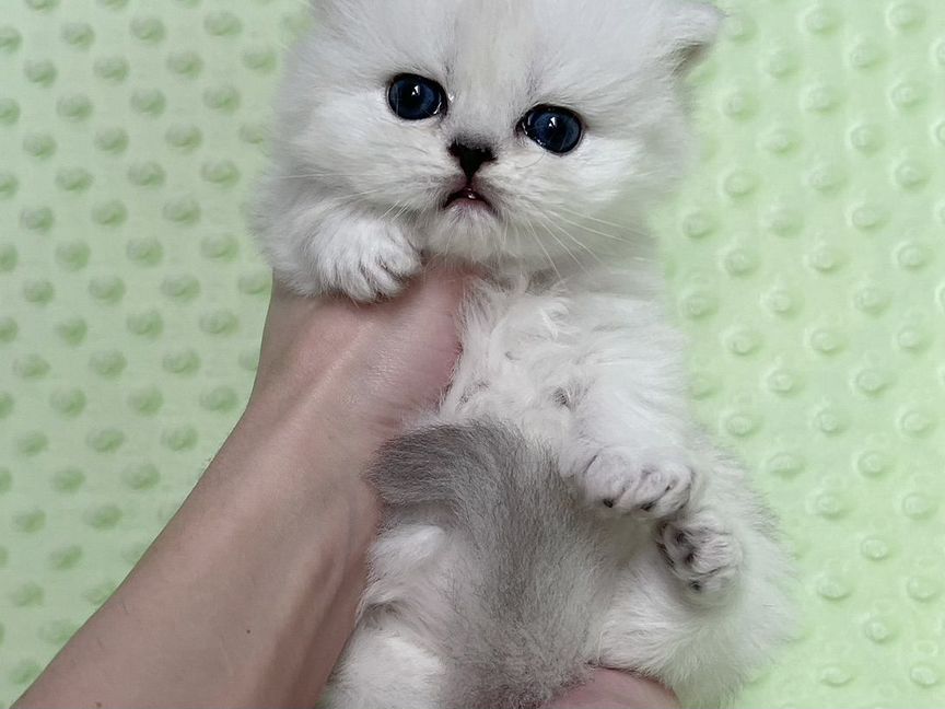 Персидская шиншилла