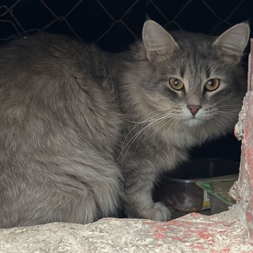 Взрослый кот в добрые руки