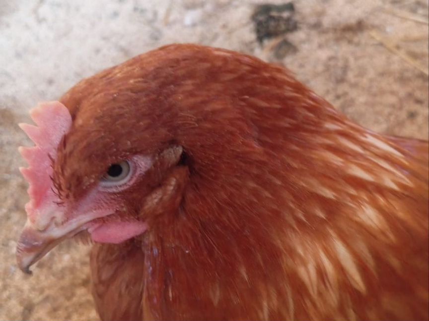 Курица отдам бесплатно