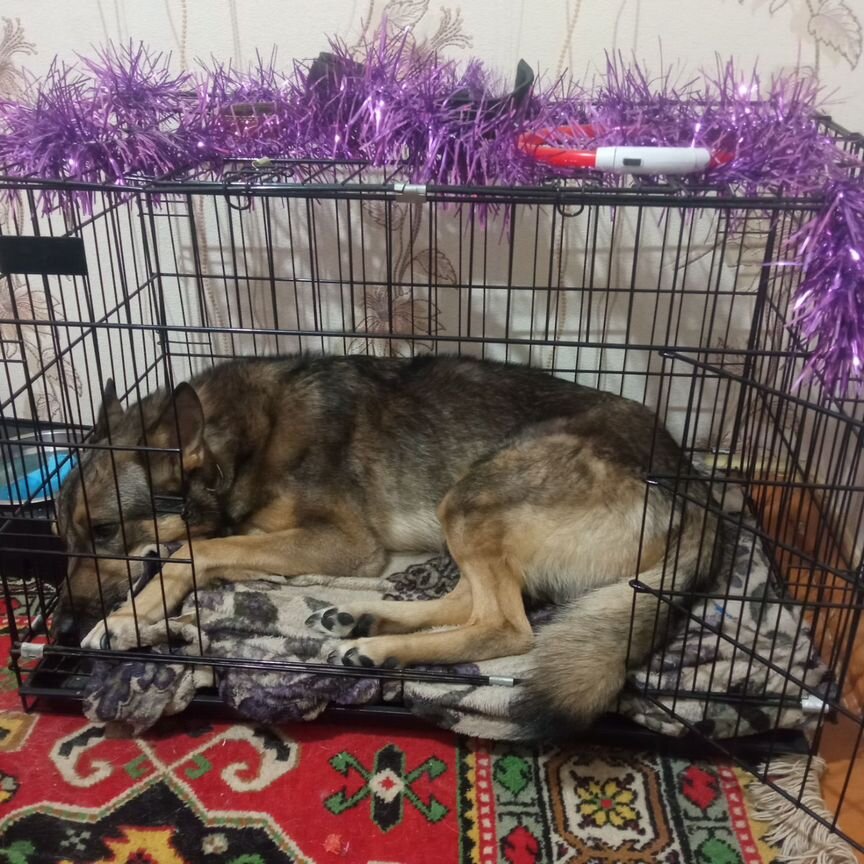 Клетка для собак средних пород