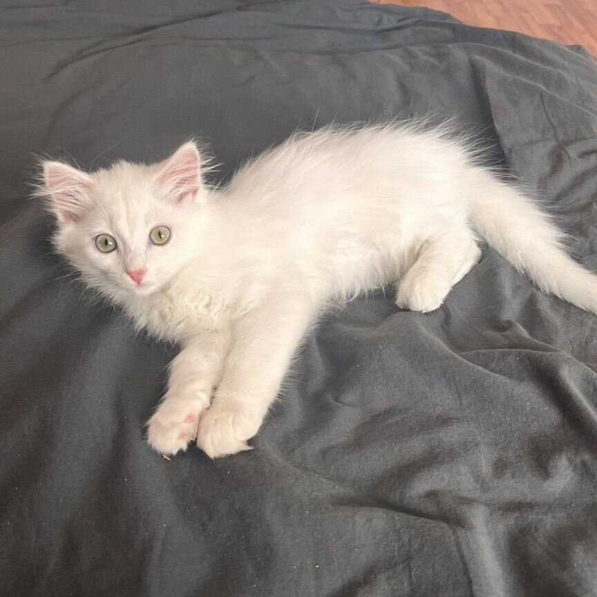 Сиамский котёнок